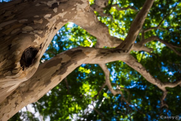 knot the same composition – Luke Casey Photography